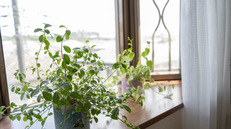 What to Do with a Bay Window | Renovation and Design Ideas